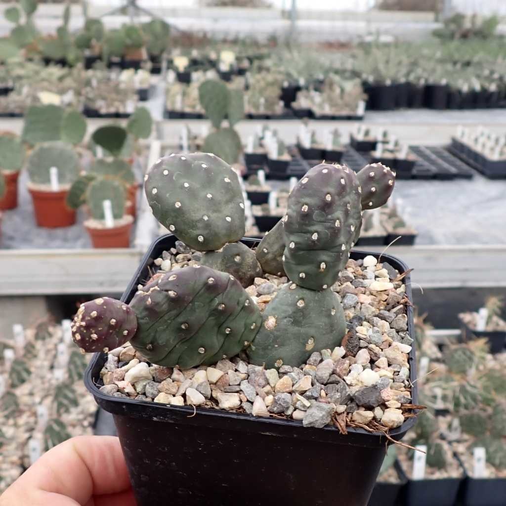 Opuntia polyacantha f. inermis cv. Richter (dw) - Uhlig Kakteen - more ...