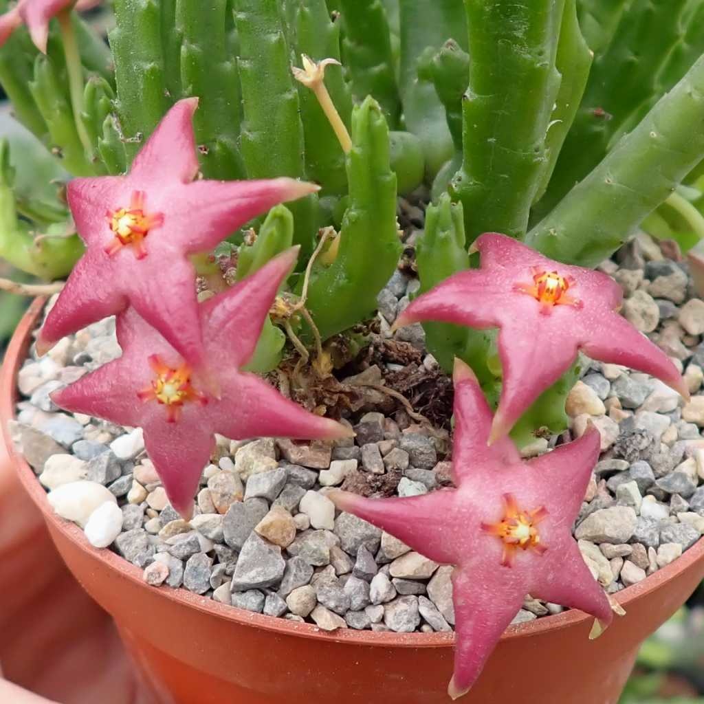 Stapelia divaricata - Uhlig Kakteen - Über 5000 verschiedene Arten