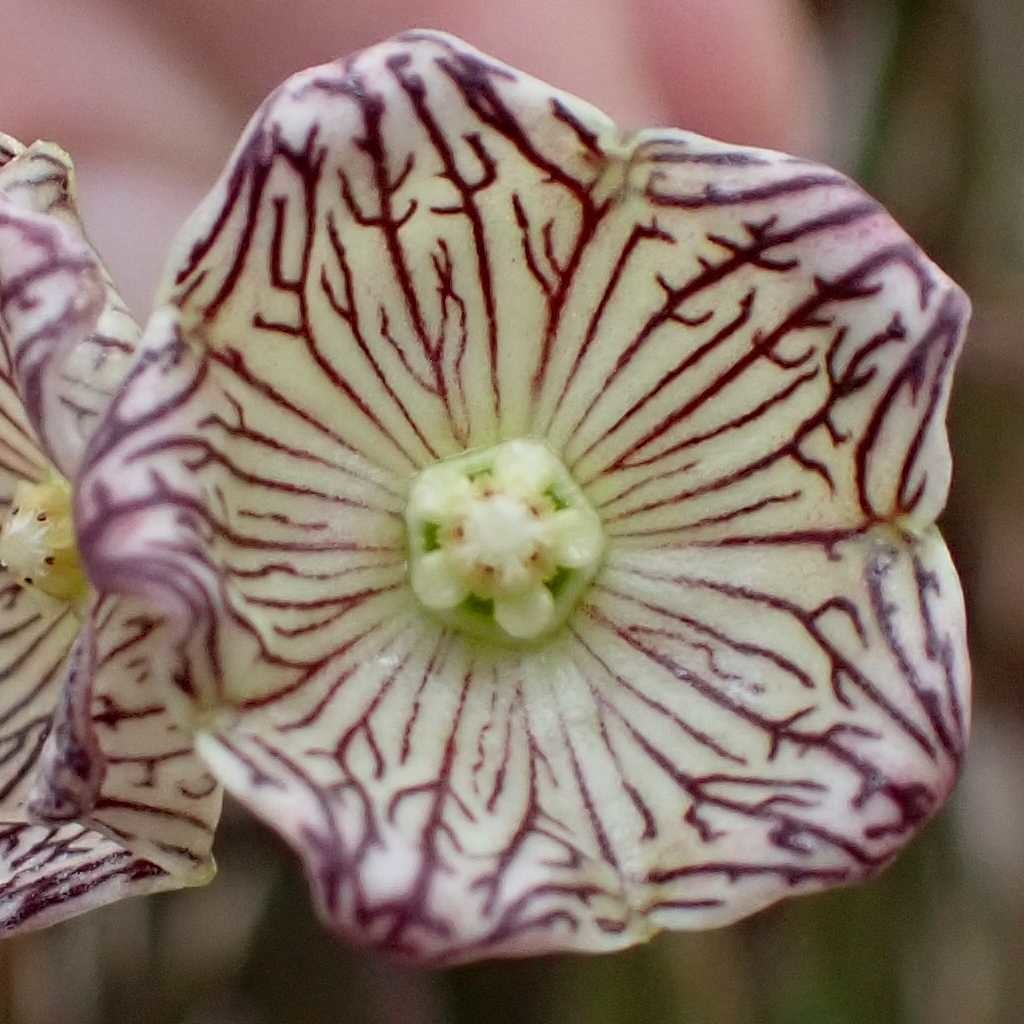 Cynanchum insigne Madagaskar - Uhlig Kakteen - Über 5000 verschiedene Arten