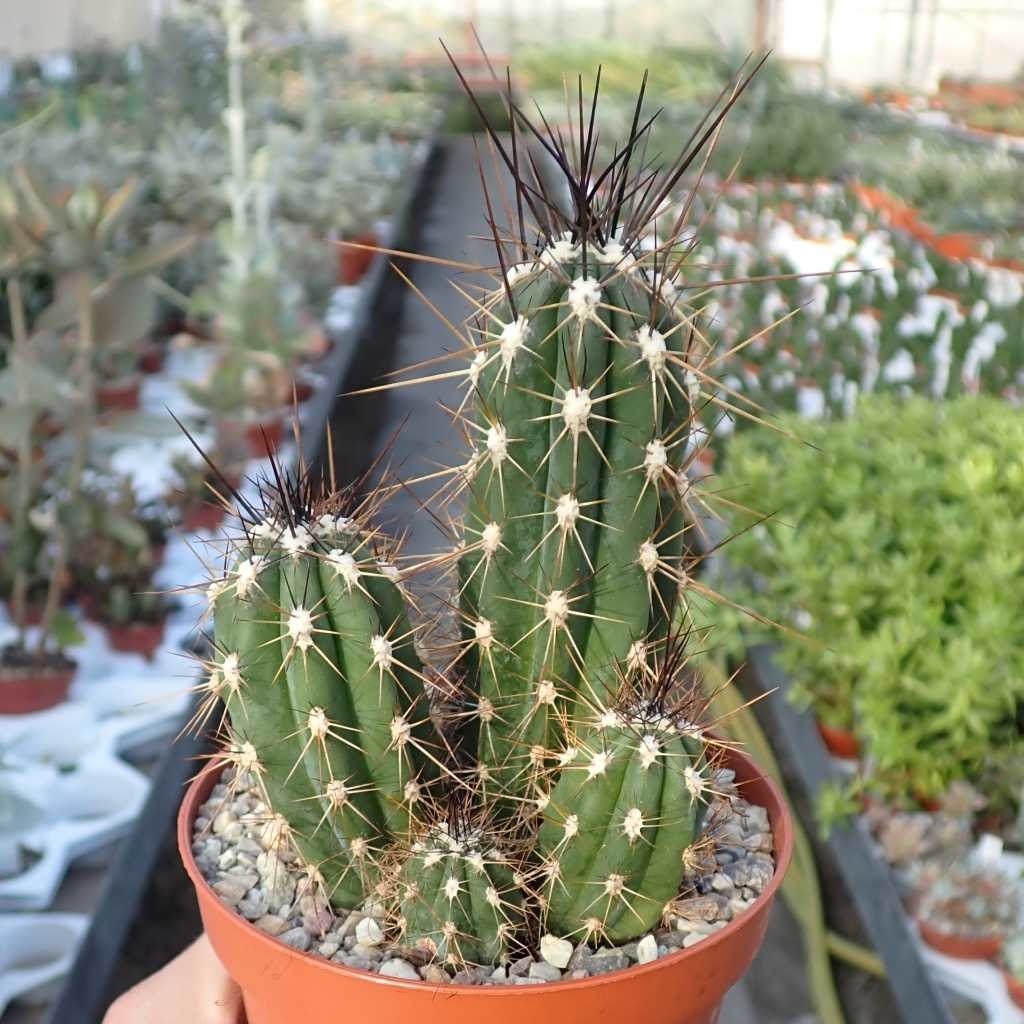 Stetsonia coryne - Uhlig Kakteen - plus de 5000 d'espèces différentes
