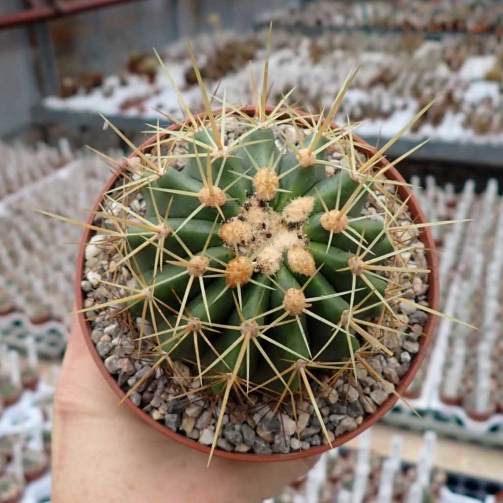 Ferocactus reppenhagenii - Uhlig Kakteen - more than 5,000 different ...