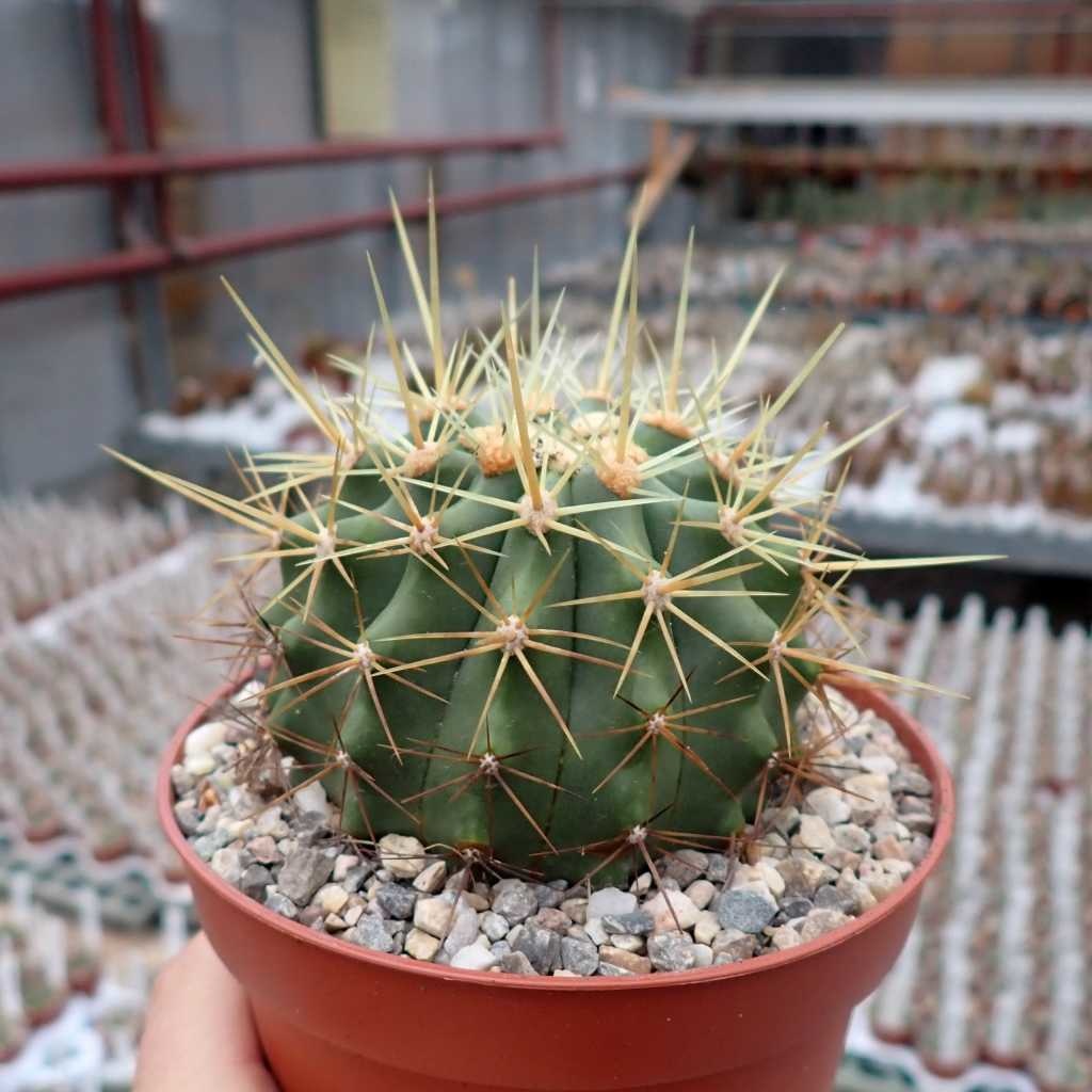 Ferocactus reppenhagenii - Uhlig Kakteen - Über 5000 verschiedene Arten