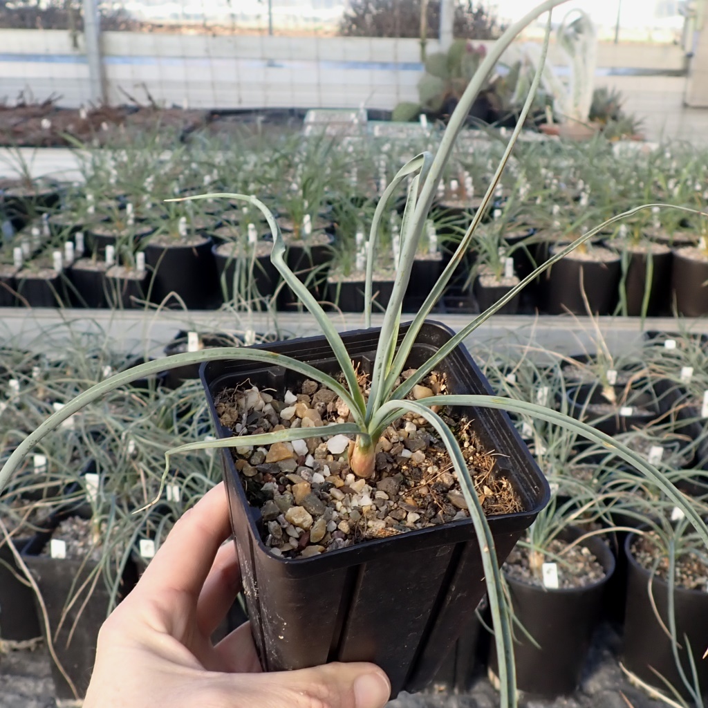 Yucca spec. LZ 2083 Valley of the Fires, NM, um 1700 m, National ...