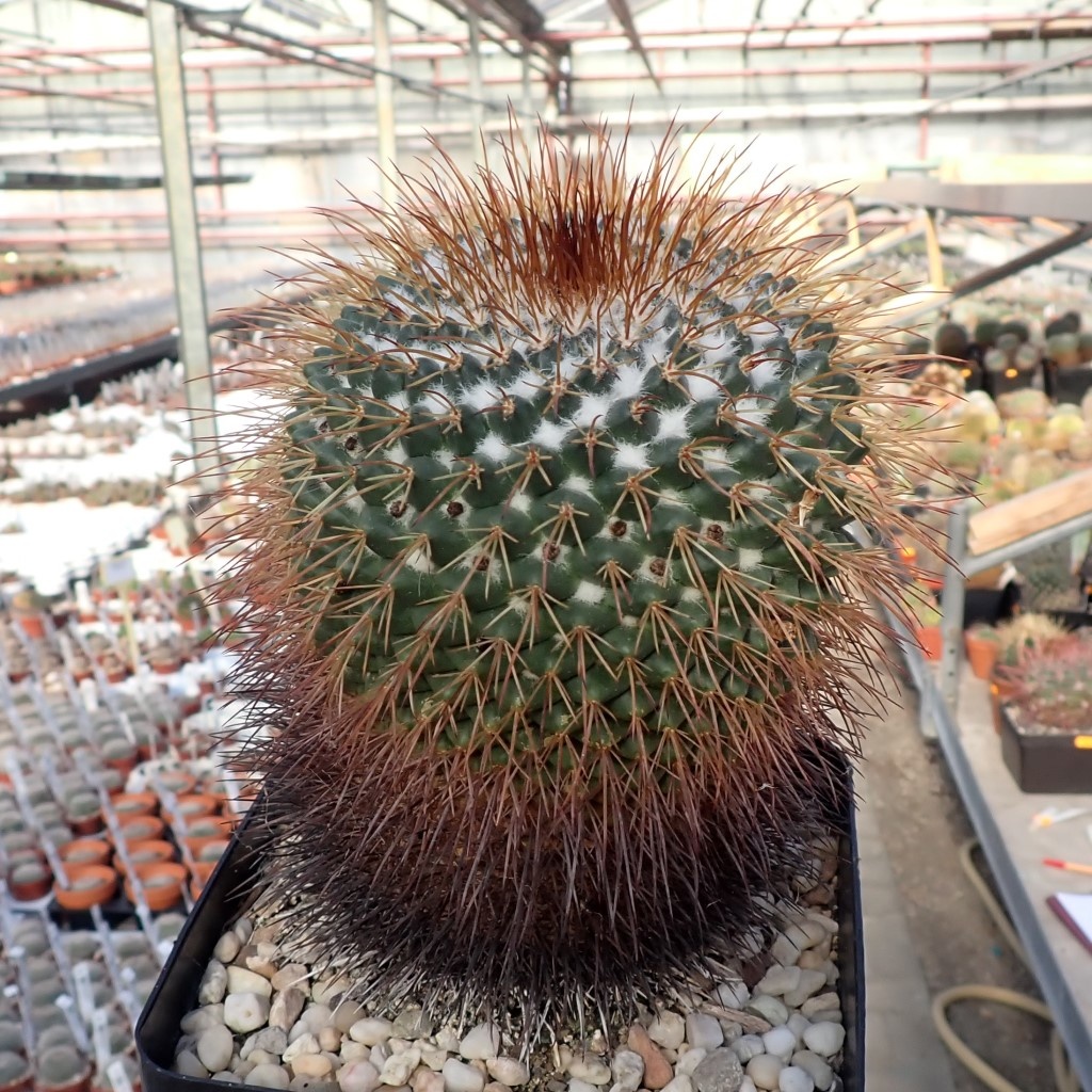 Mammillaria apozolensis v. saltensis - Uhlig Kakteen - plus de 5000 d ...