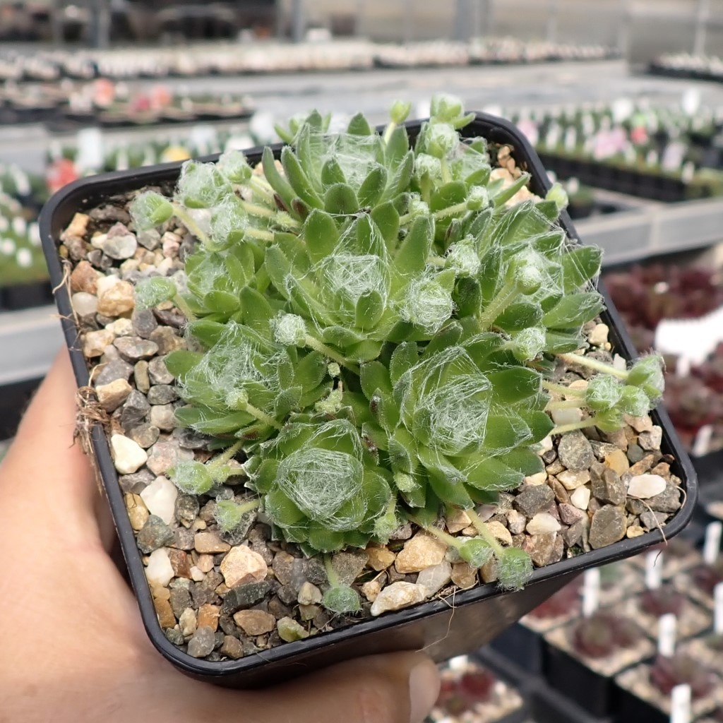 Sempervivum arachnoideum cv. Miniature (dw) - Uhlig Kakteen - Über 5000 ...