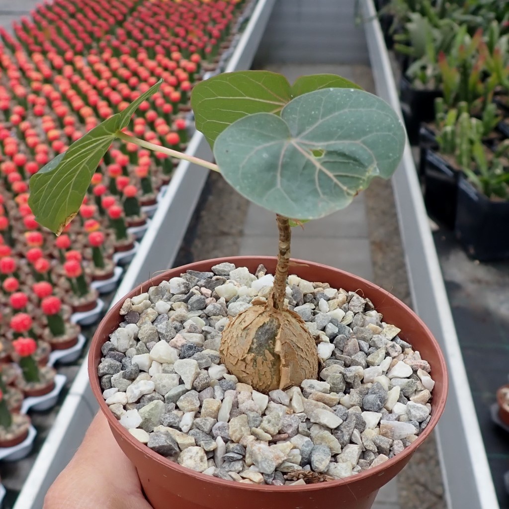 Ficus palmeri - Uhlig Kakteen - Über 5000 verschiedene Arten