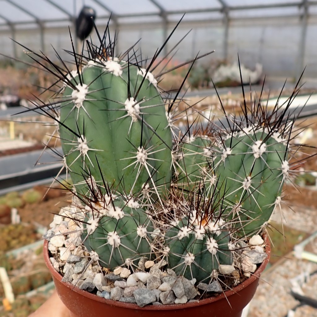 Stetsonia coryne - Uhlig Kakteen - plus de 5000 d'espèces différentes