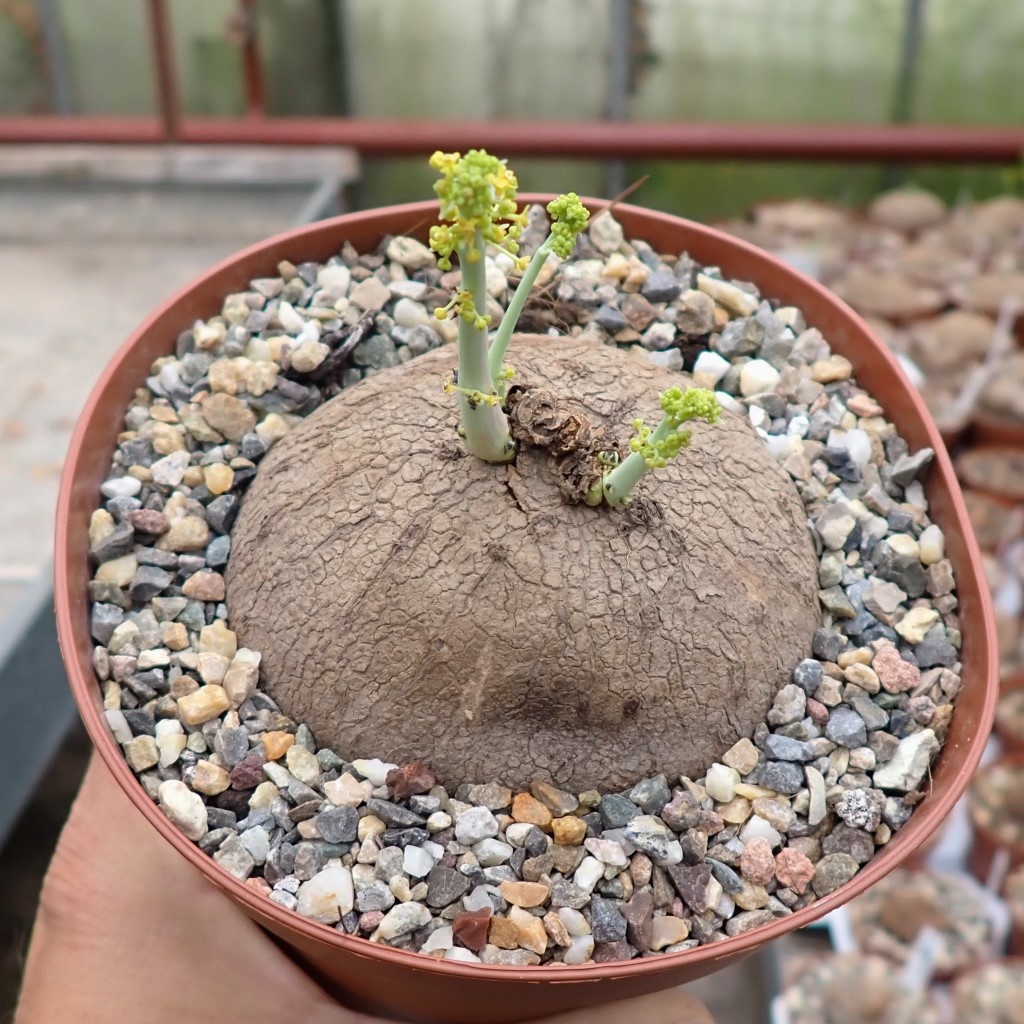 Stephania erecta - Uhlig Kakteen - more than 5,000 different species