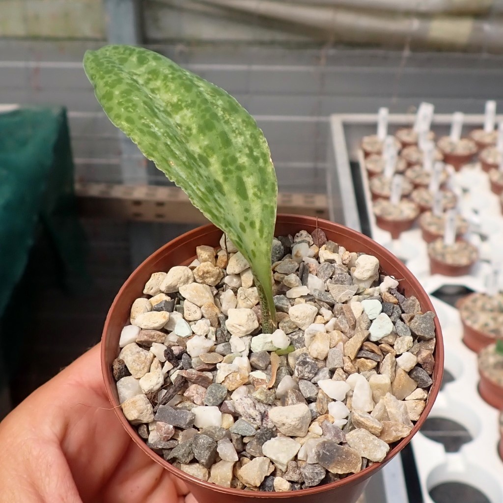 Drimiopsis burkei Südafrika - Uhlig Kakteen - plus de 5000 d'espèces ...