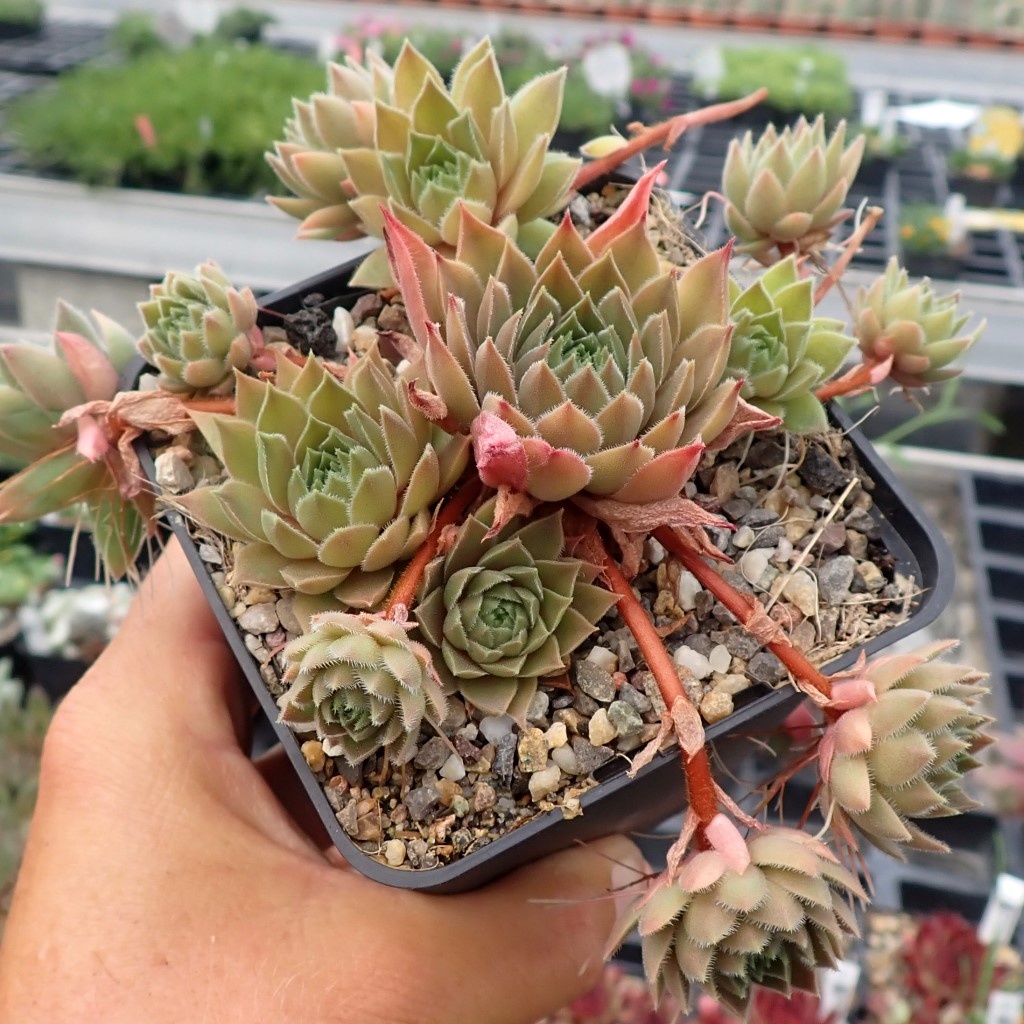 Jovibarba solifera borealis (dw) - Uhlig Kakteen - more than 5,000 ...