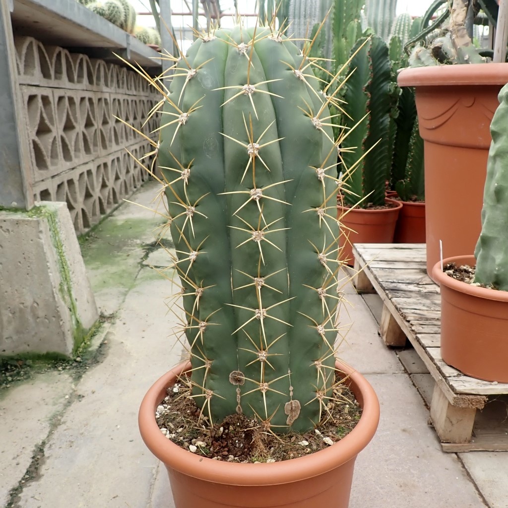 Trichocereus terscheckii XL - Uhlig Kakteen - more than 5,000 different ...