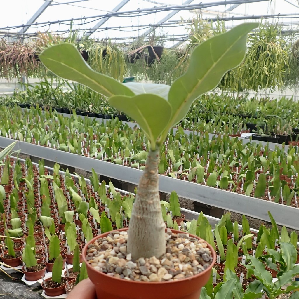 Adenium dhofarense - Uhlig Kakteen - more than 5,000 different species