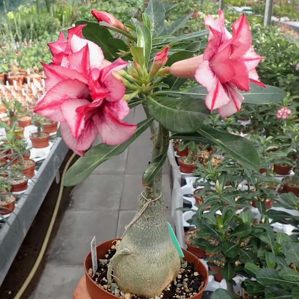 Adenium obesum Rose Crown mit jahreszeitlich bedingtem Rückschnitt ...