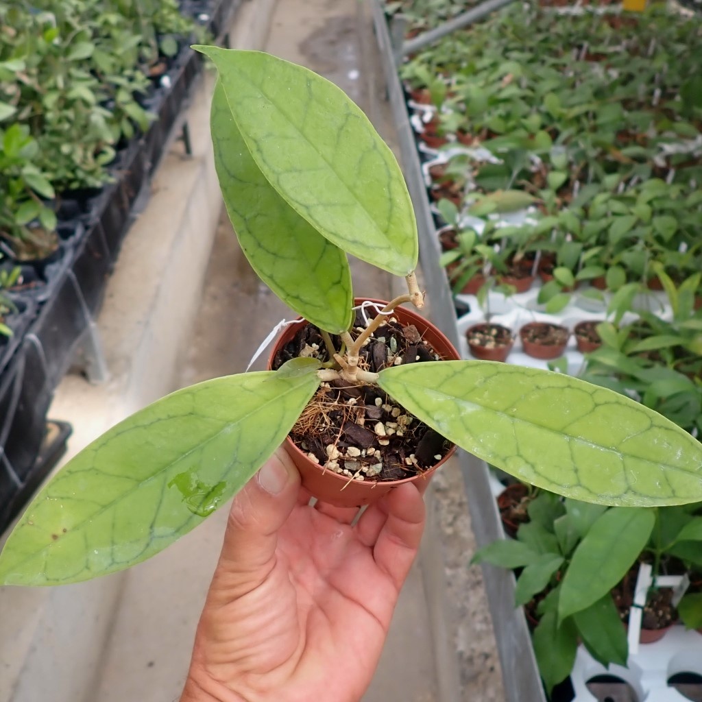 Hoya cv. NUI - Uhlig Kakteen - Più di 5.000 specie diverse