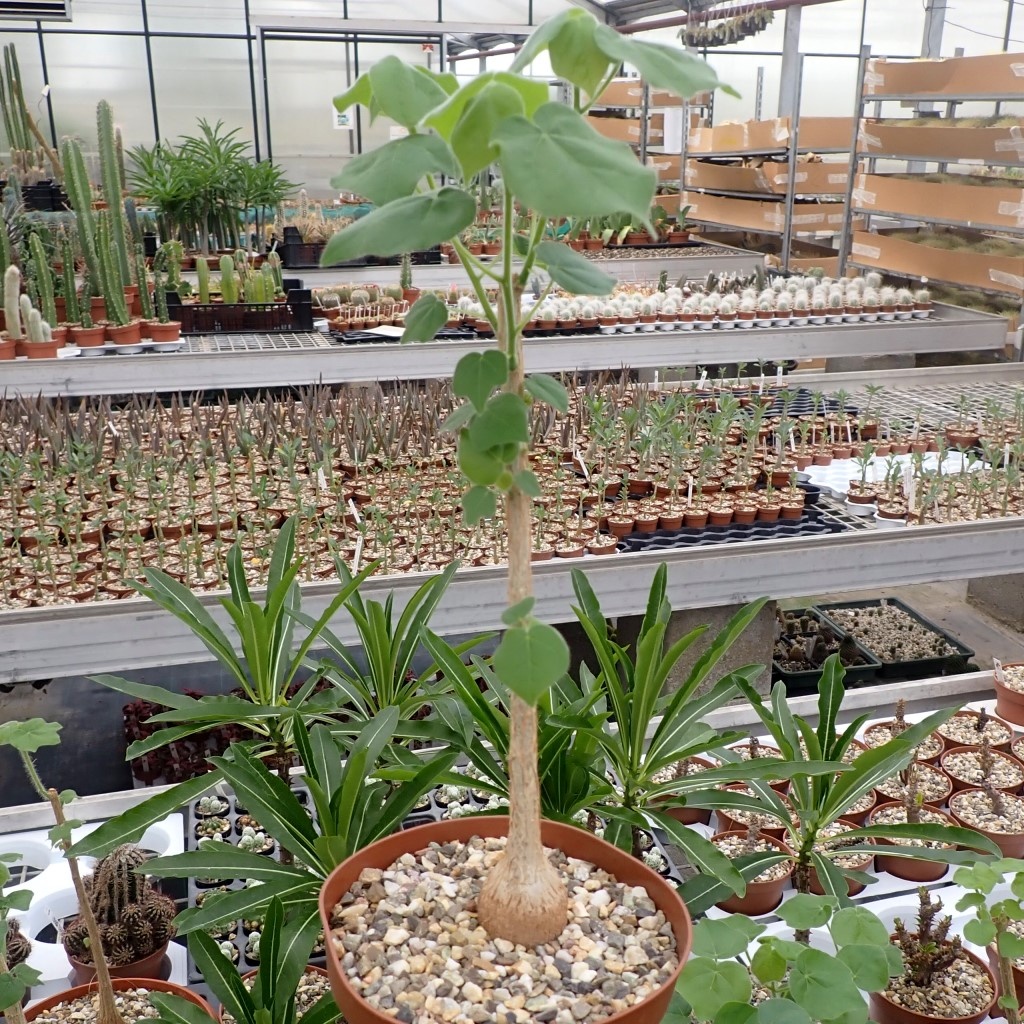 Sterculia rynchocarpa Sagalla, Kenia - Uhlig Kakteen - plus de 5000 d ...