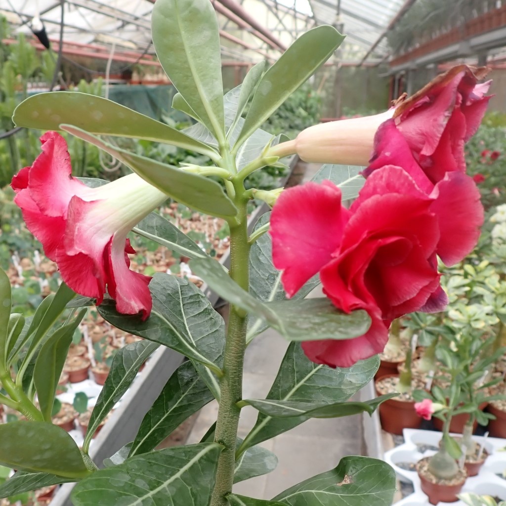 Adenium obesum New Double Red gepfr. - Uhlig Kakteen - Über 5000 ...