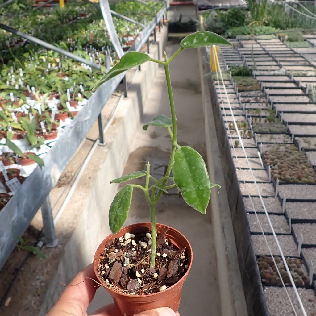 Hoya affinis - Uhlig Kakteen - more than 5,000 different species