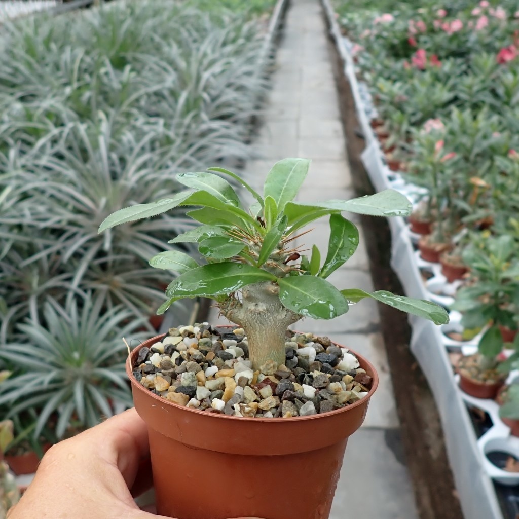 Pachypodium lealii ssp. lealii - Uhlig Kakteen - Über 5000 verschiedene ...