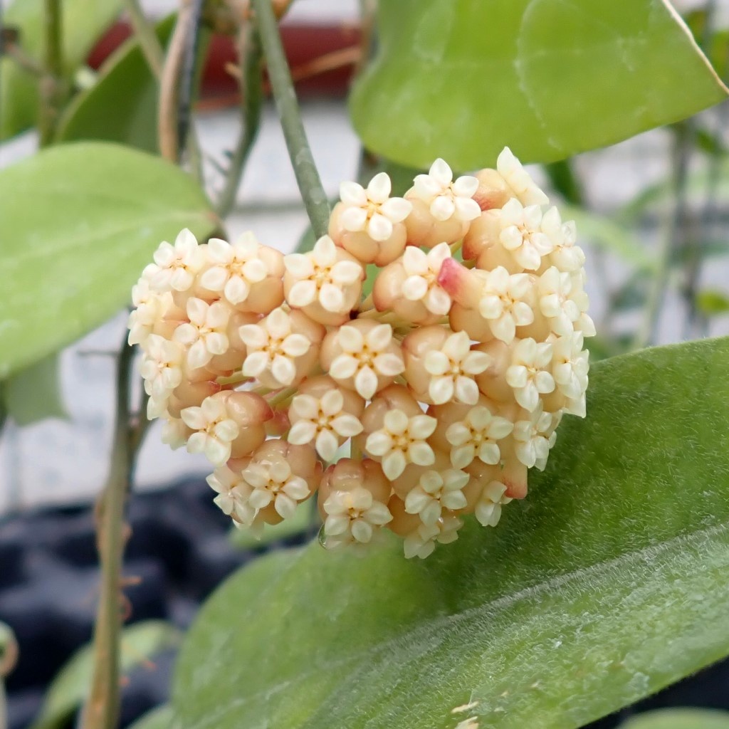 Hoya af-01 - Uhlig Kakteen - more than 5,000 different species