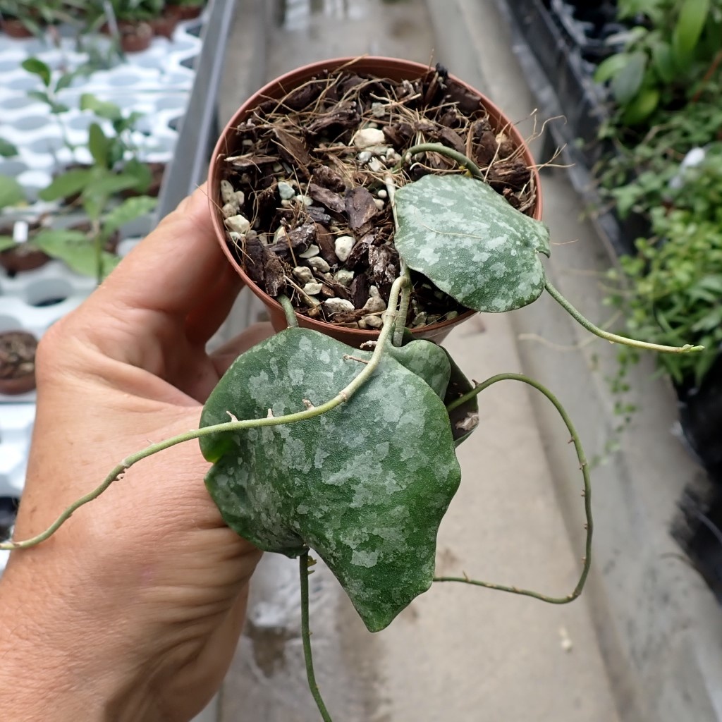 Hoya imbricata maxima - Uhlig Kakteen - Más que 5.000 especies diferentes
