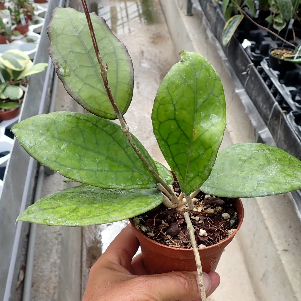 Hoya Joy X Jennifer - Uhlig Kakteen - more than 5,000 different species