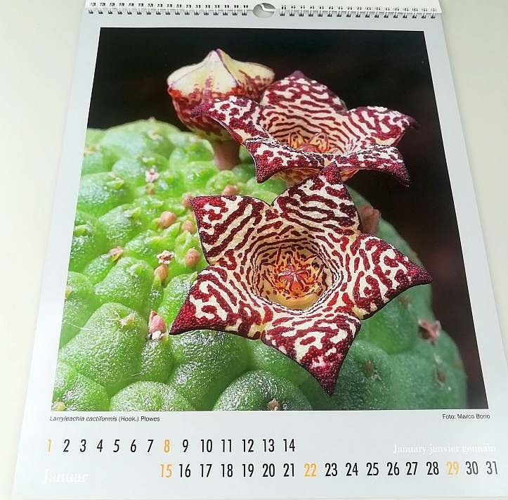 Cacti and Succulents Calendar - Uhlig Kakteen - more than 5,000 ...