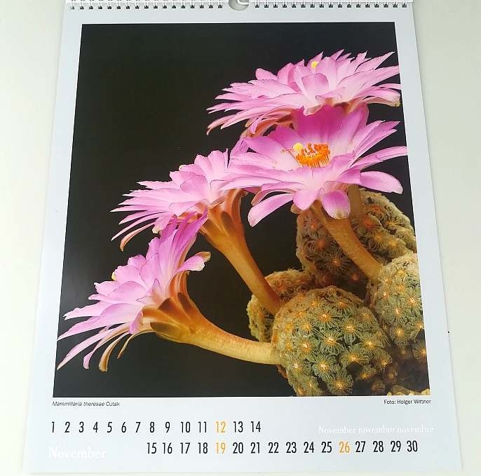 Cacti and Succulents Calendar - Uhlig Kakteen - more than 5,000 ...