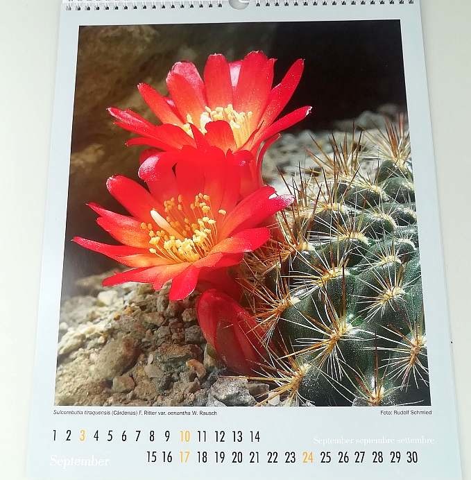 Cacti and Succulents Calendar - Uhlig Kakteen - more than 5,000 ...