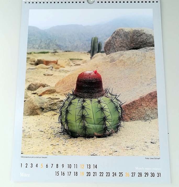 Cacti and Succulents Calendar - Uhlig Kakteen - more than 5,000 ...