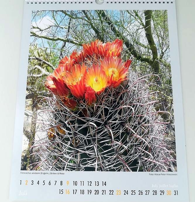Cacti and Succulents Calendar - Uhlig Kakteen - more than 5,000 ...