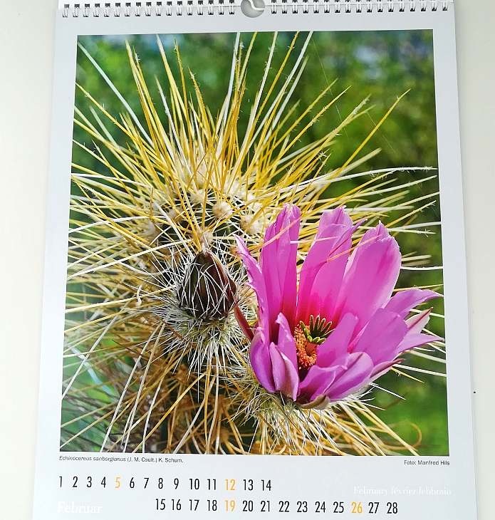 Cacti and Succulents Calendar - Uhlig Kakteen - more than 5,000 ...