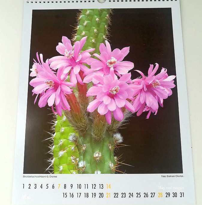 Cacti and Succulents Calendar - Uhlig Kakteen - more than 5,000 ...