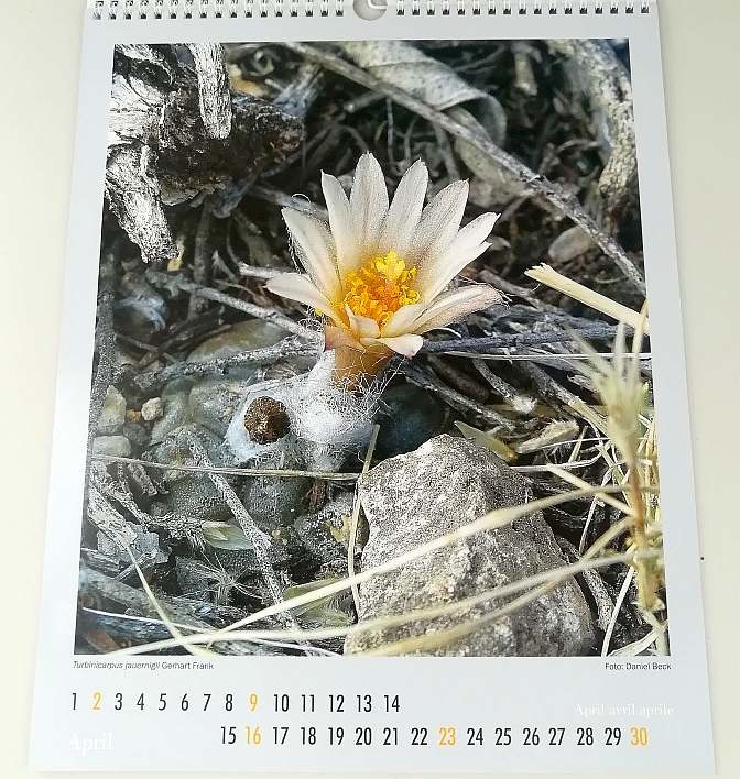 Cacti and Succulents Calendar - Uhlig Kakteen - more than 5,000 ...