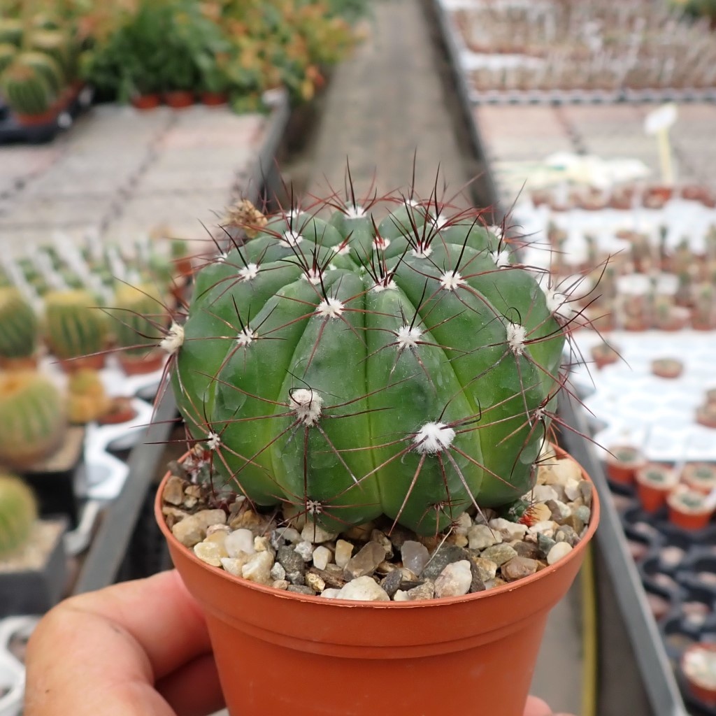 Notocactus ottonis v. paraguayensis - Uhlig Kakteen - Más que 5.000 ...