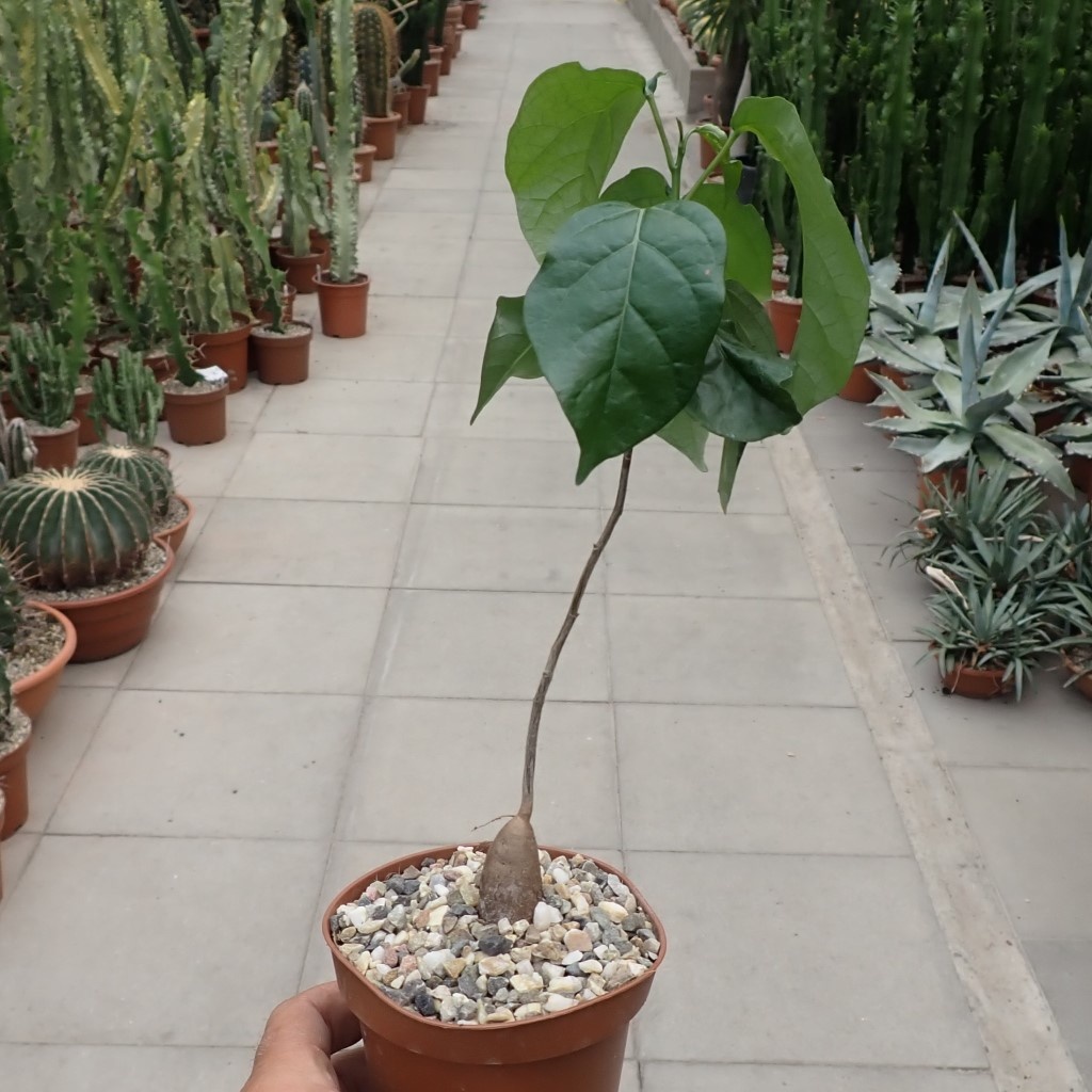 Lannea schweinfurthii Süd-Ostafrika - Uhlig Kakteen - more than 5,000 ...