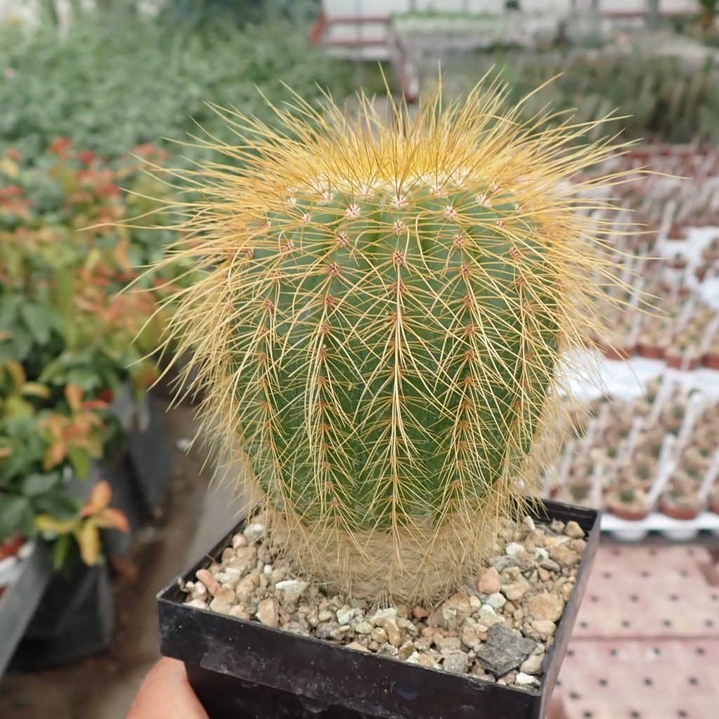 Notocactus schumannianus - Uhlig Kakteen - plus de 5000 d'espèces ...