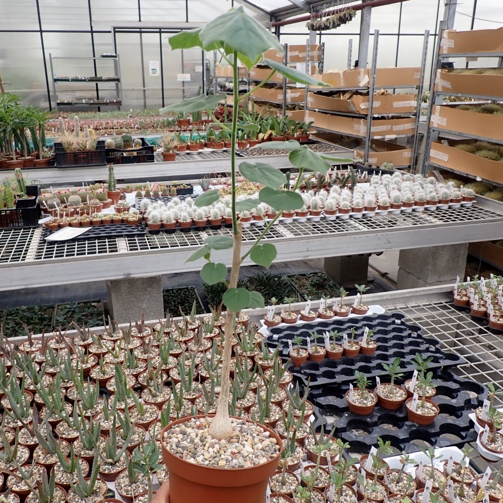 Sterculia rynchocarpa Sagalla, Kenia - Uhlig Kakteen - Über 5000 ...