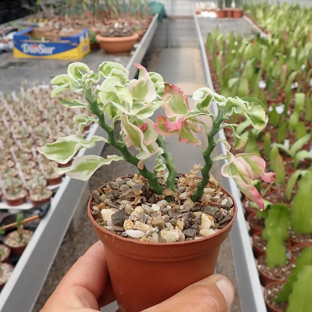 Pedilanthus tithymaloides cv. variegata - Uhlig Kakteen - Über 5000 ...