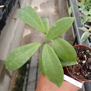 Hoya mindorensis cv. Red Star - Uhlig Kakteen - Über 5000 verschiedene Arten