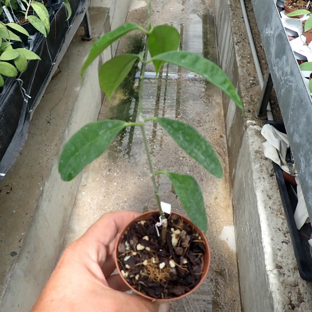 Hoya mappigera Peninsular Malaysia - Uhlig Kakteen - Über 5000 ...