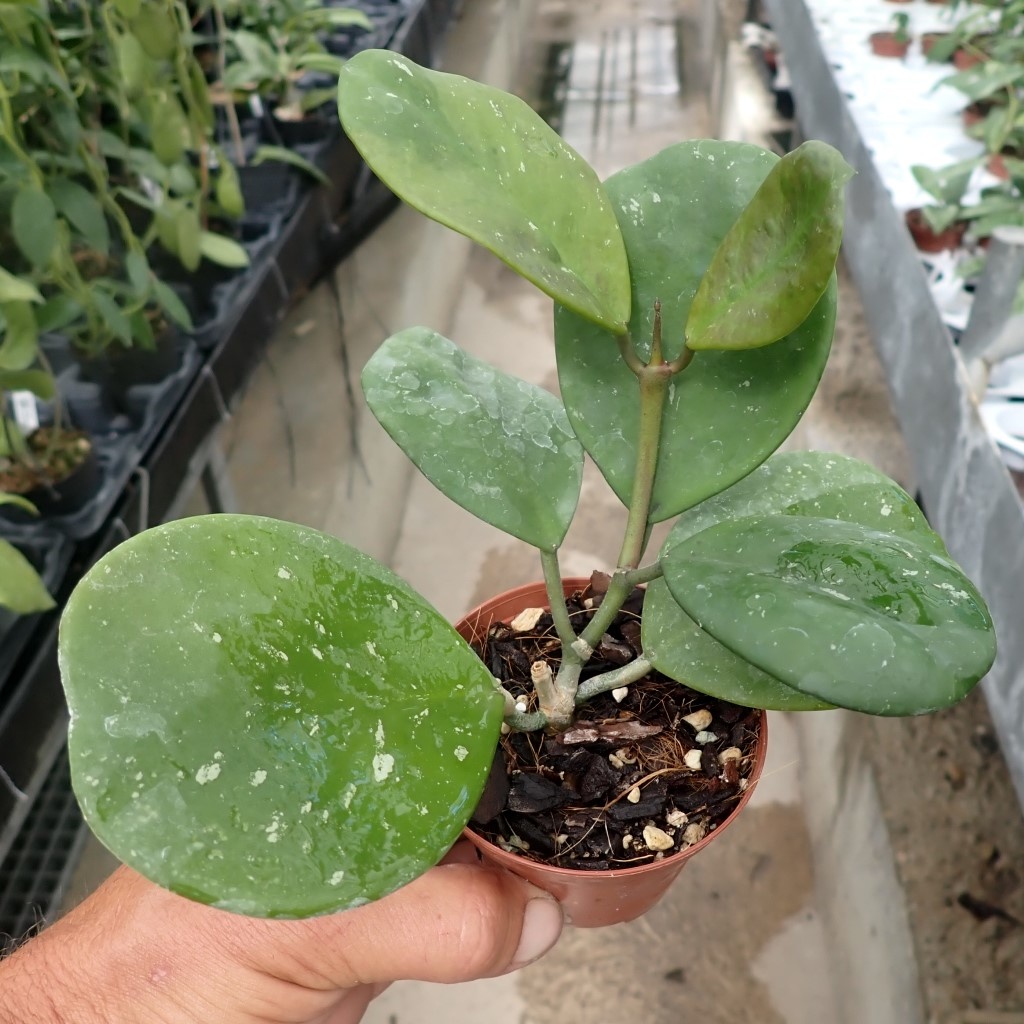 Hoya obovata - Uhlig Kakteen - more than 5,000 different species