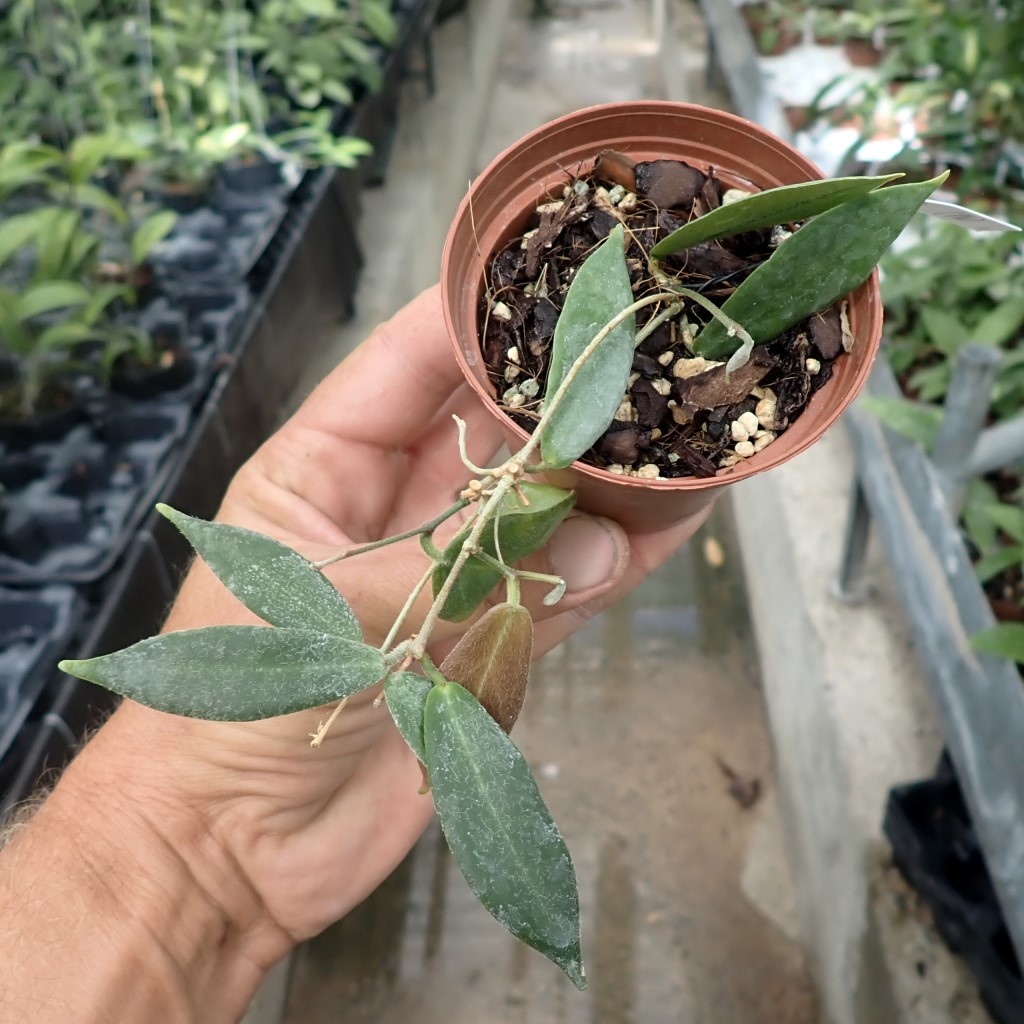 Hoya patella cv. White Flower - Uhlig Kakteen - more than 5,000 ...