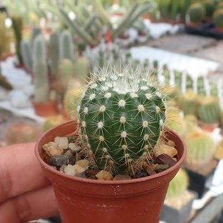Notocactus ottonis ssp. horstii - Uhlig Kakteen - Über 5000 ...
