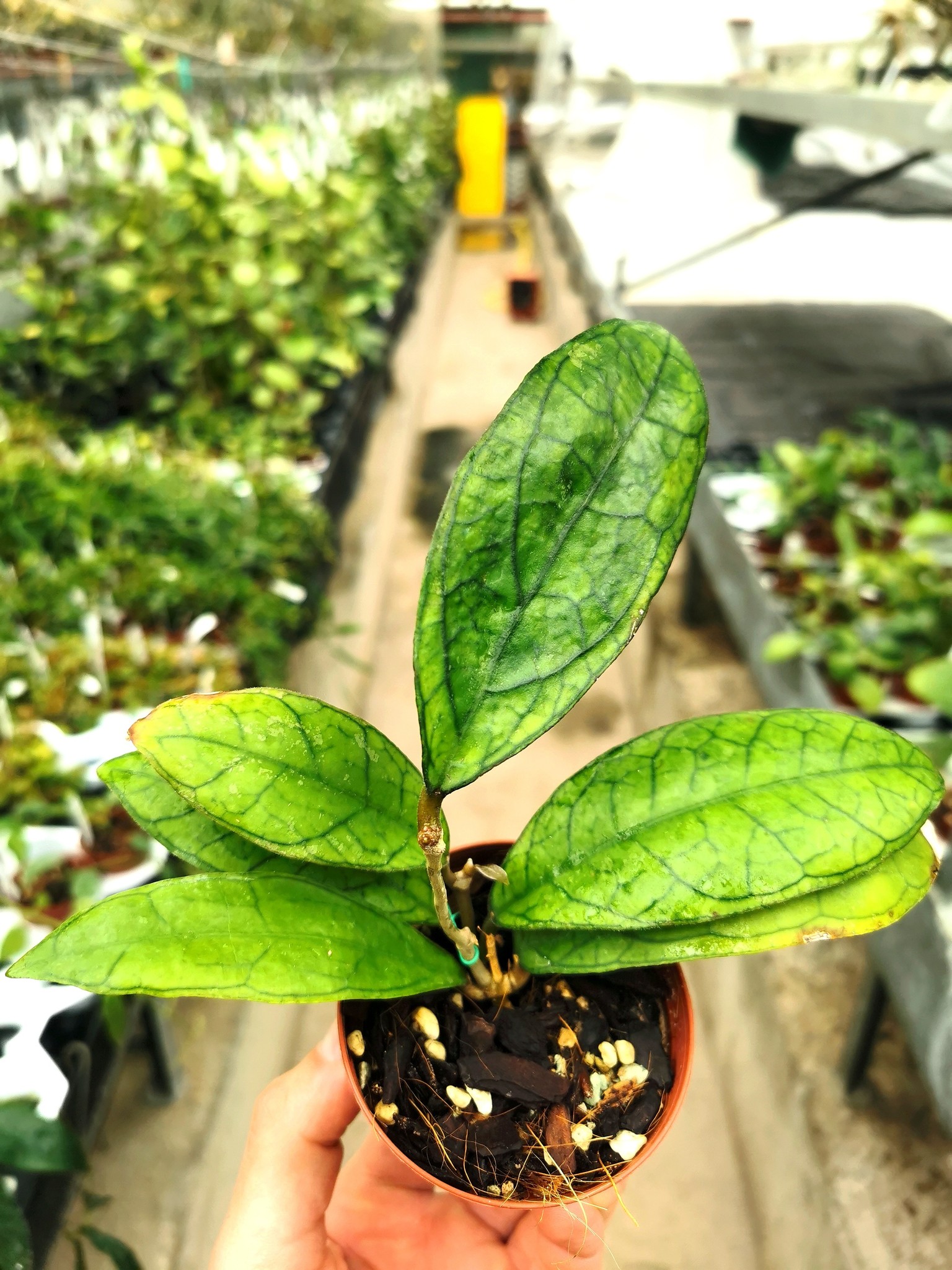 Hoya cv. Ann - Uhlig Kakteen - more than 5,000 different species