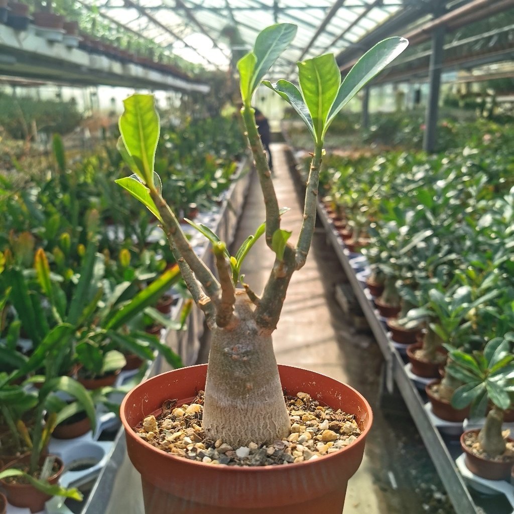 Adenium obesum Mixed Colours gepfr. - Uhlig Kakteen - Più di 5.000 ...