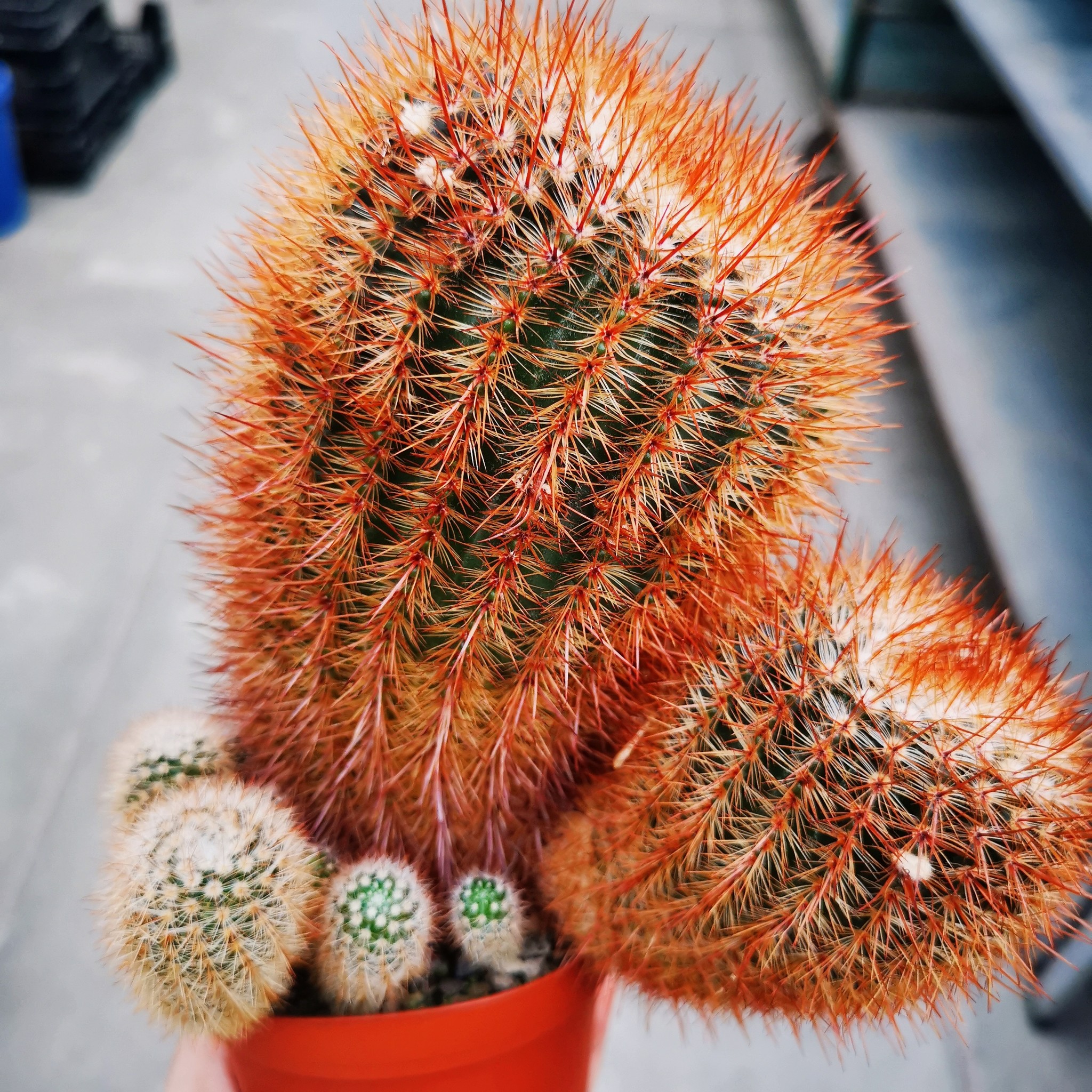 Notocactus erubescens - Uhlig Kakteen - plus de 5000 d'espèces différentes