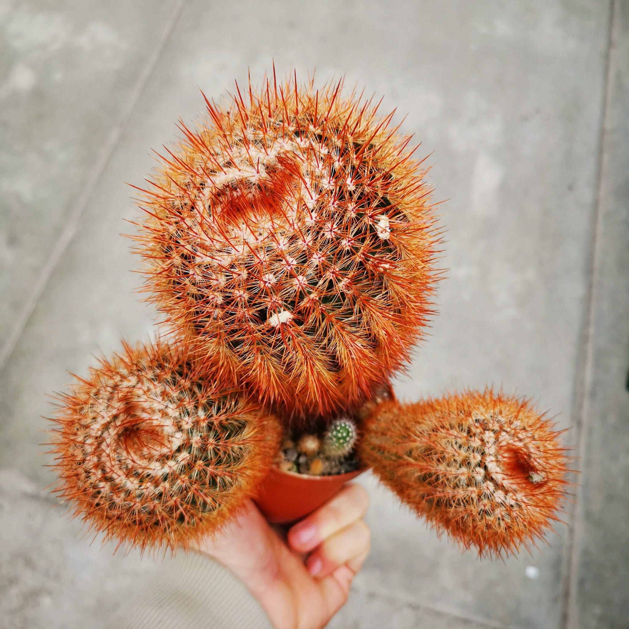 Notocactus erubescens - Uhlig Kakteen - plus de 5000 d'espèces différentes