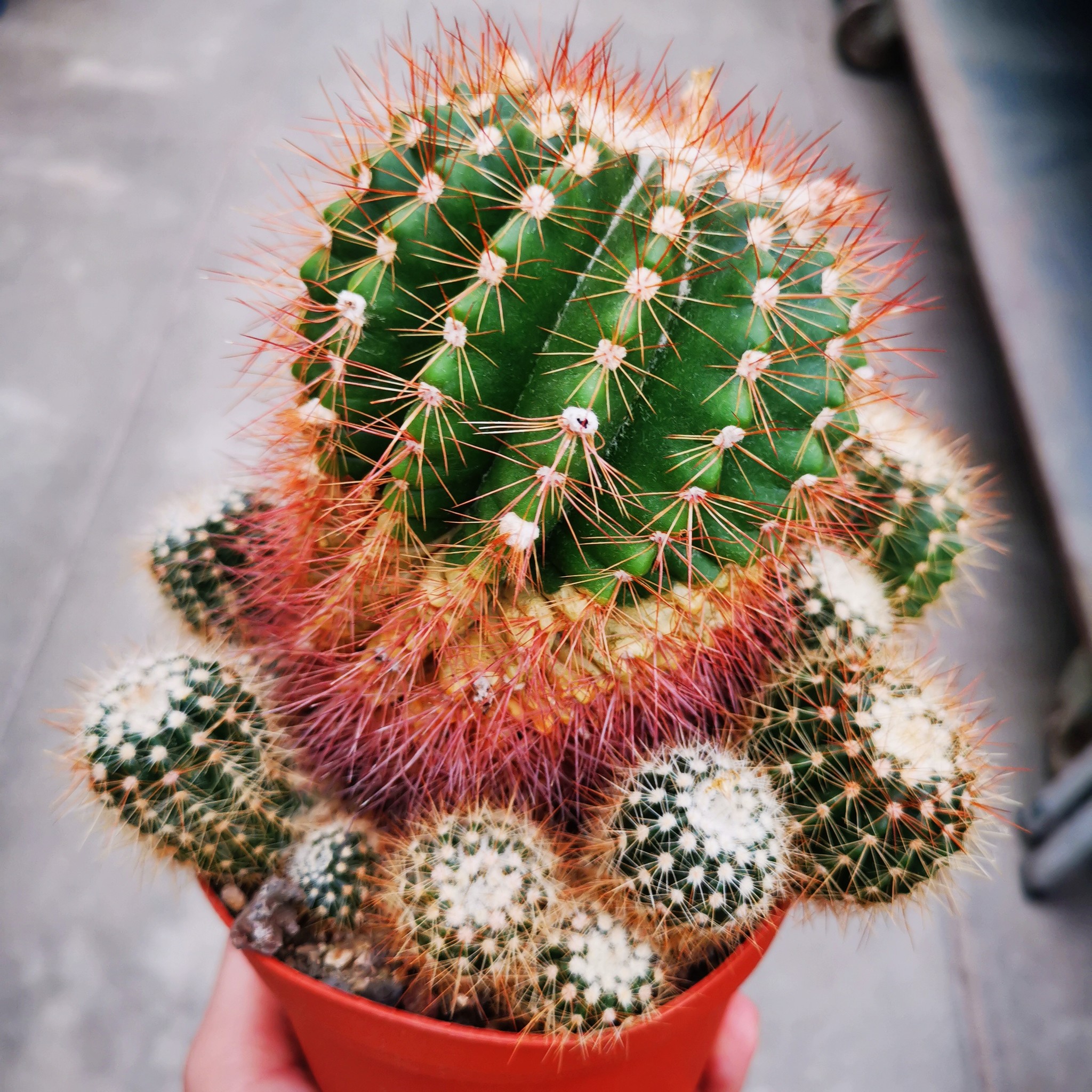 Notocactus horstii - Uhlig Kakteen - Über 5000 verschiedene Arten