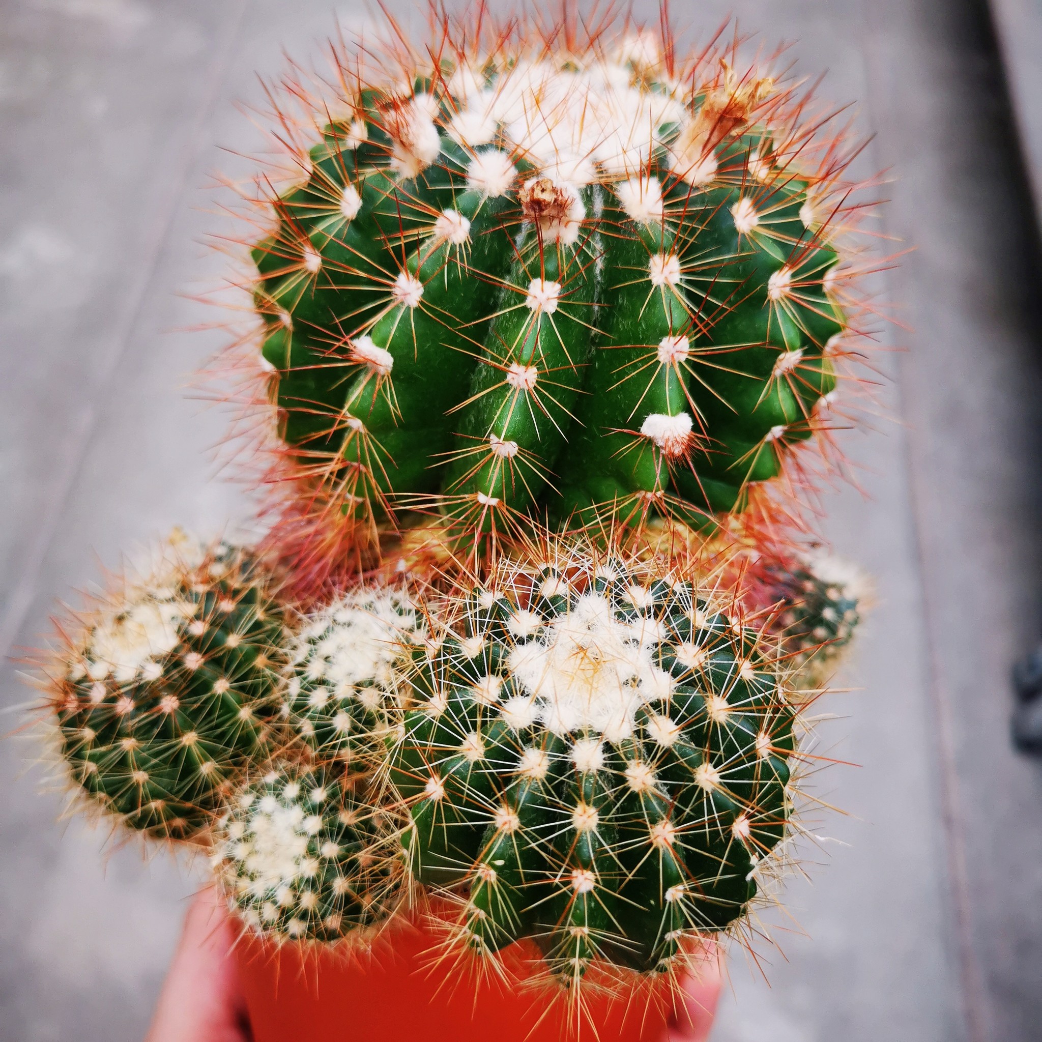 Notocactus horstii - Uhlig Kakteen - more than 5,000 different species