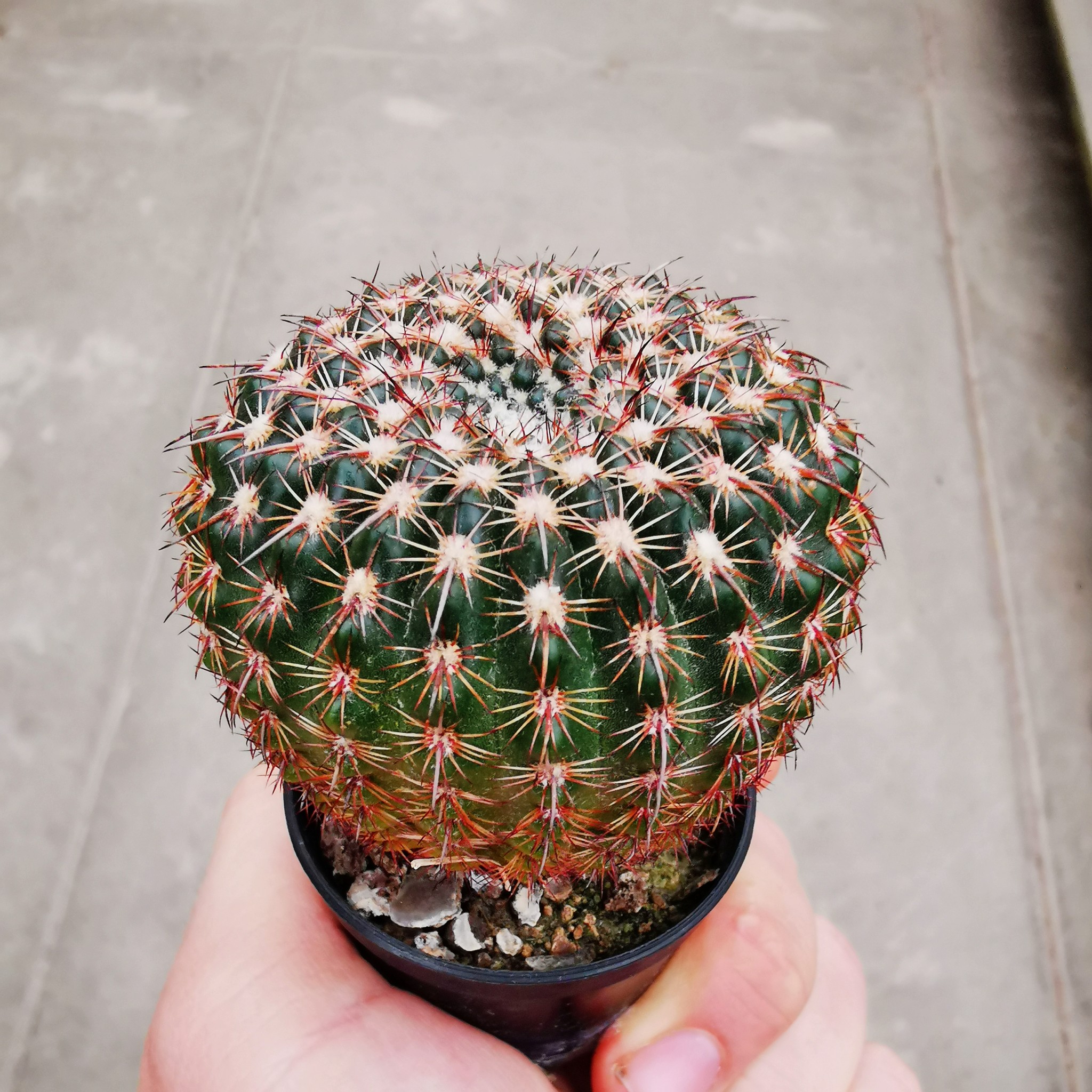 Notocactus ritterianus - Uhlig Kakteen - more than 5,000 different species